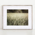 Texas Wall Art - Peaceful Green Wheatfield Photo Print or Canvas Art ...
